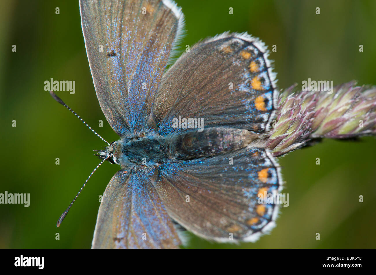 Common Blue female butterfly Stock Photo - Alamy