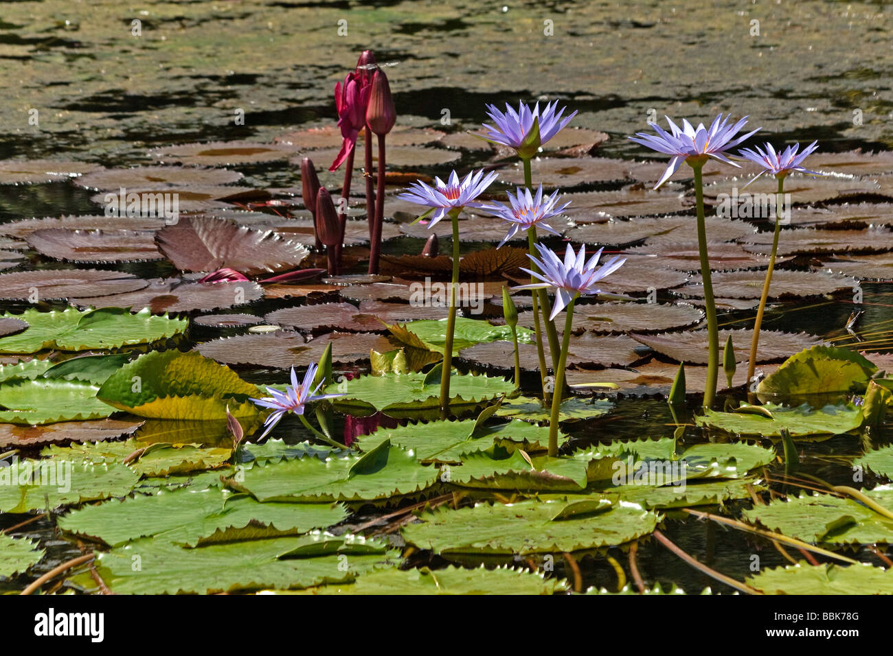 Blue Water Lilies Stock Photo - Alamy