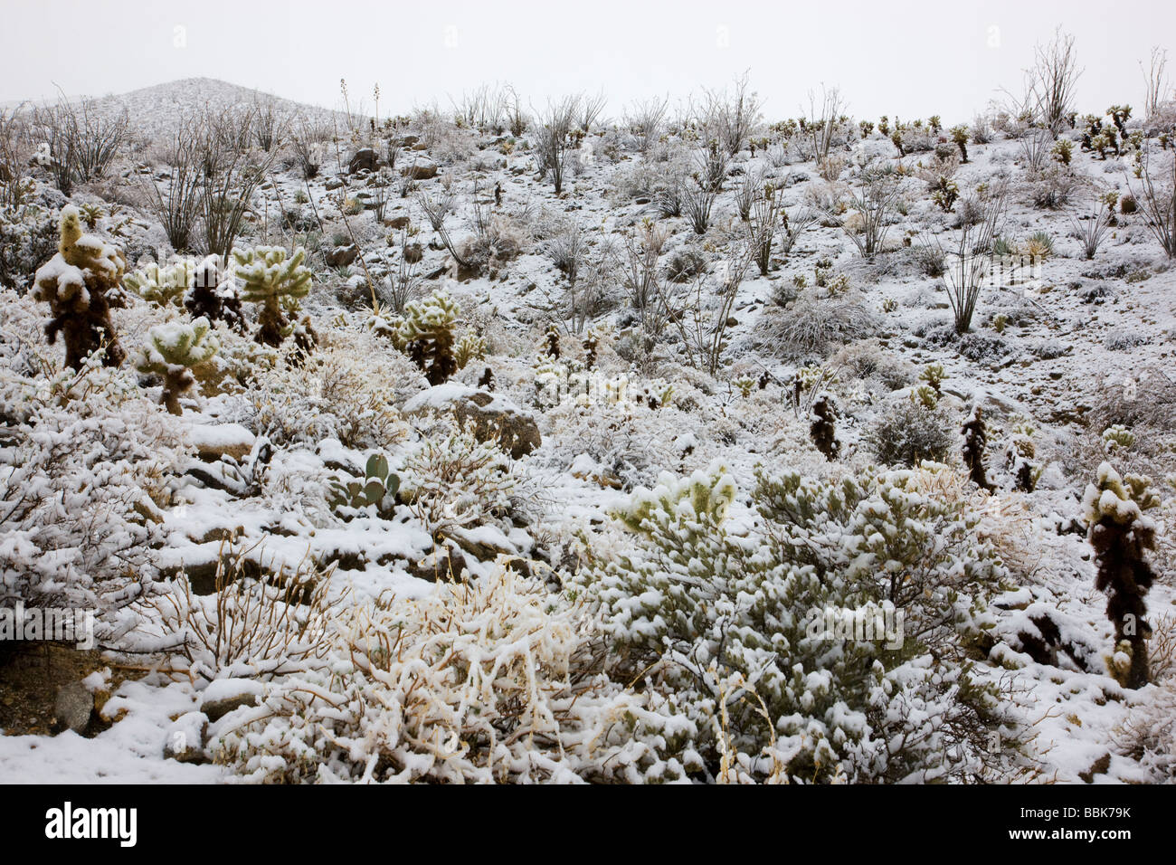 Sonoran desert snow hi-res stock photography and images - Alamy