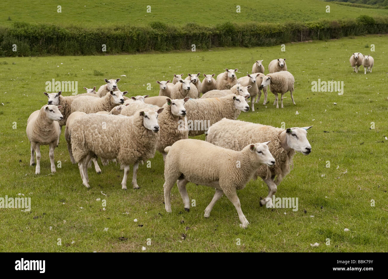 Sheep in the welsh countryside hi-res stock photography and images - Alamy