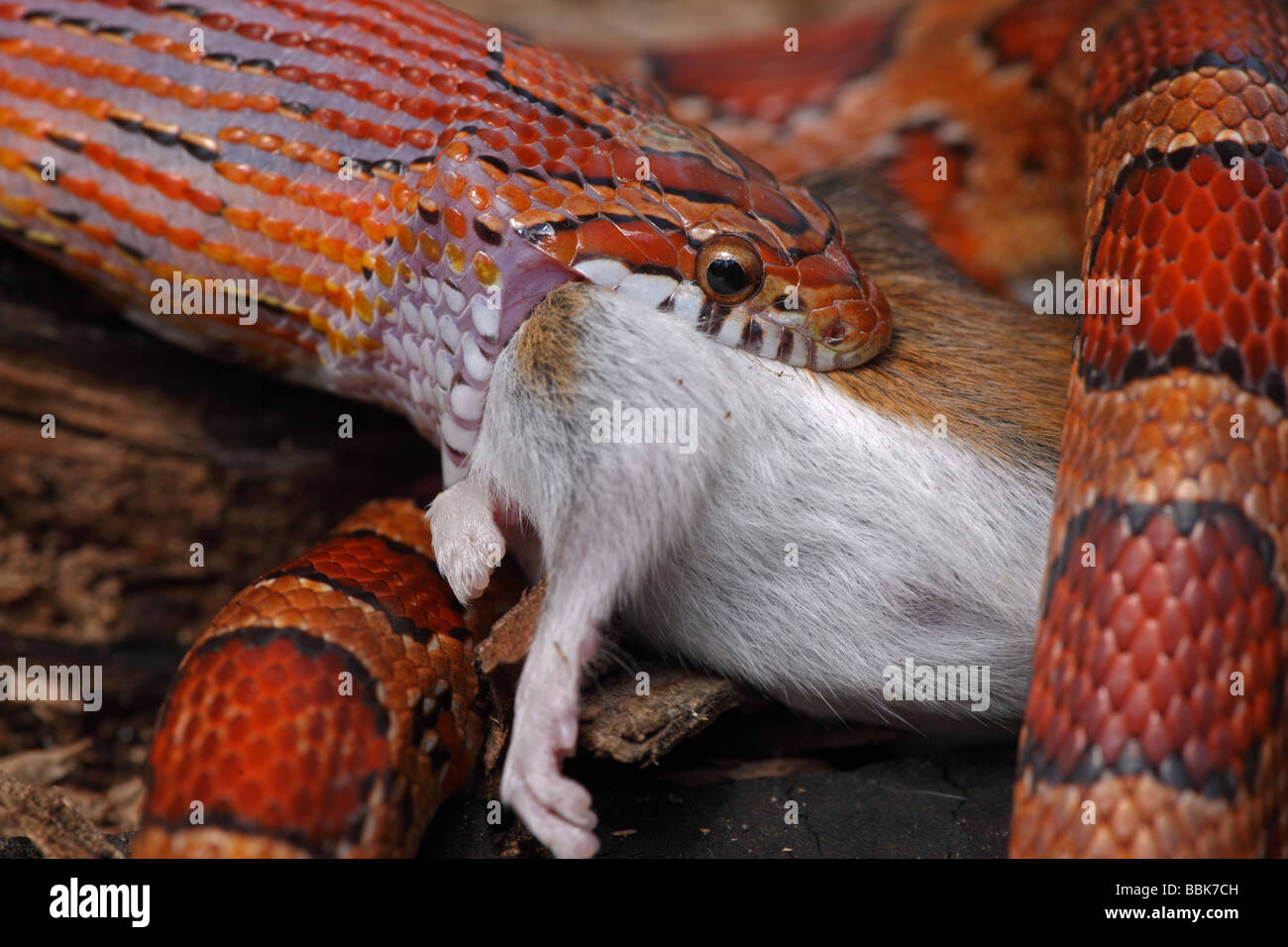 Corn snake eating a mouse hi-res stock photography and images - Alamy