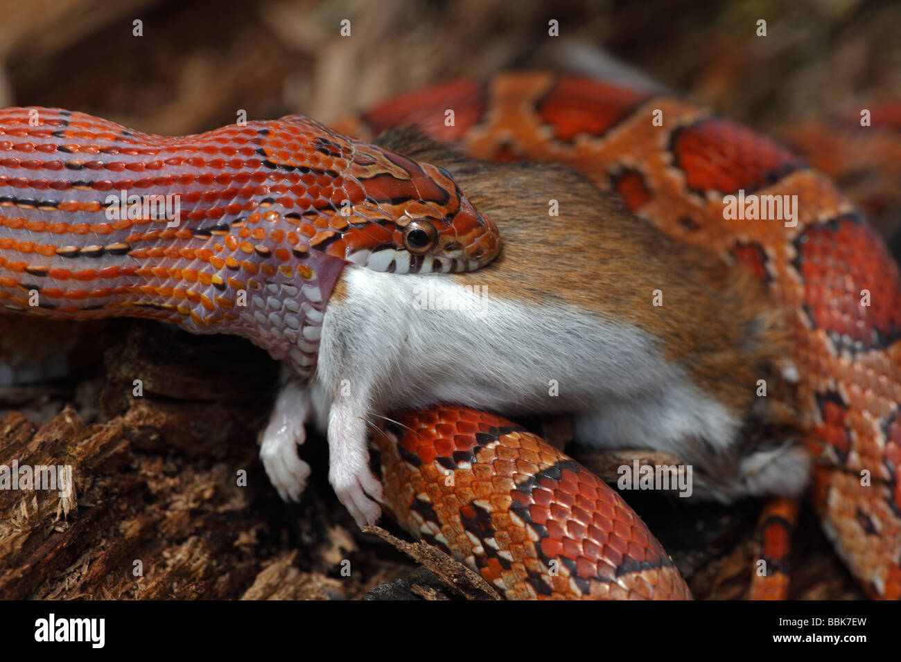Corn Snake (Pantherophis guttatus) - captive - swallowing a mouse ...