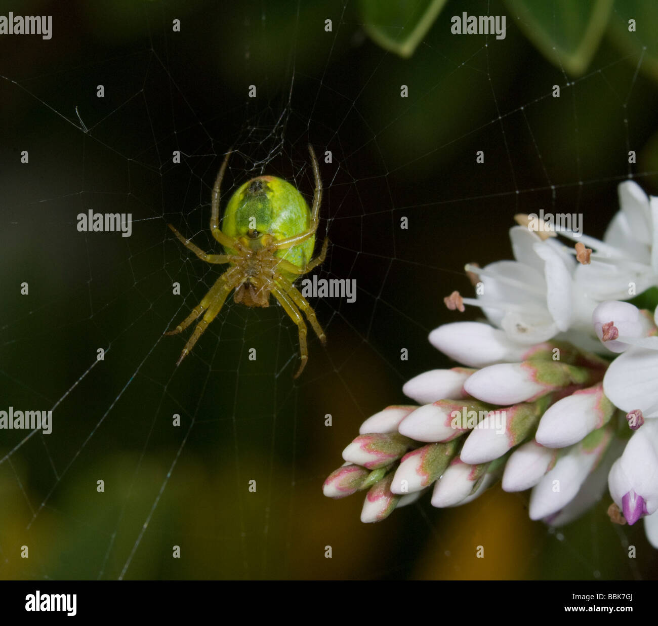 Cucumber green spider (Araniella cucurbitina), UK Stock Photo - Alamy