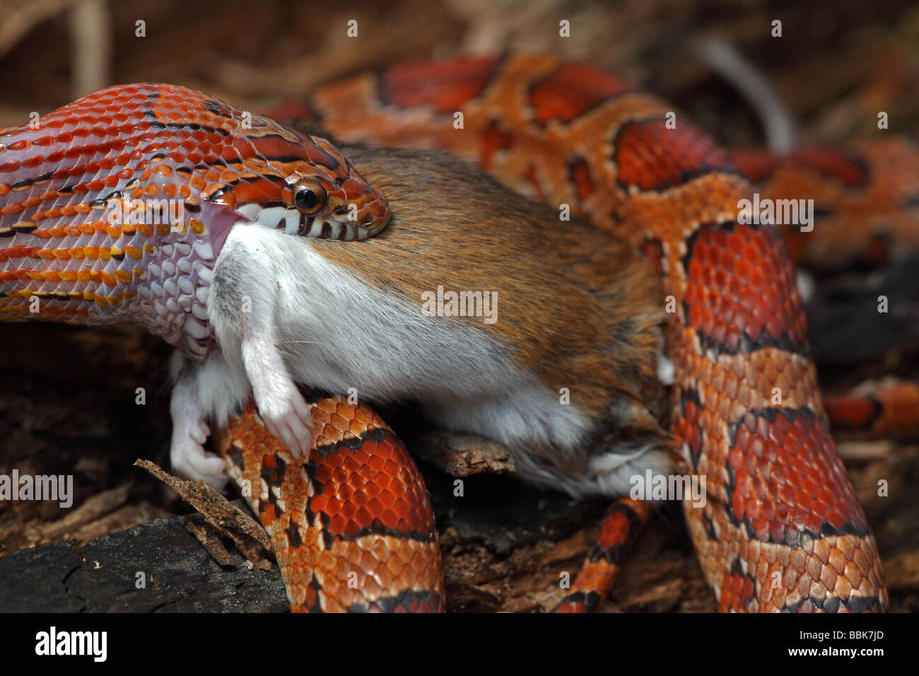 A corn snake eating a mouse hi-res stock photography and images - Alamy