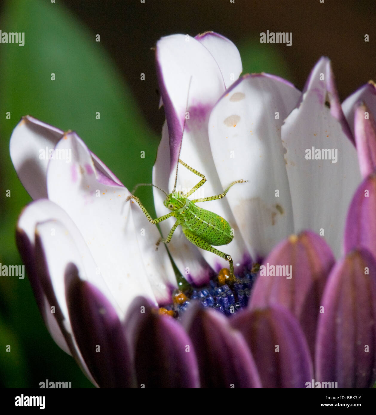 Cricket insect uk hi-res stock photography and images - Alamy