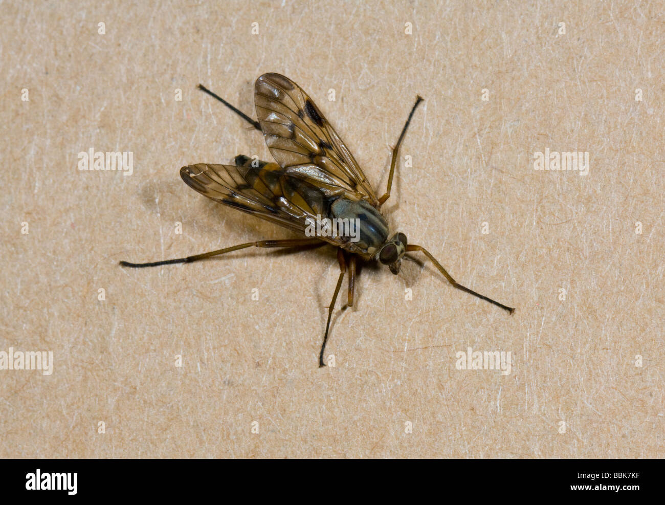 Insects of the uk hi-res stock photography and images - Alamy