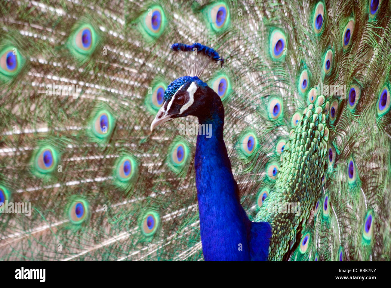 Indian Blue Peacock. Peacock.Peafowl.Cosley Zoo Stock Photo - Alamy