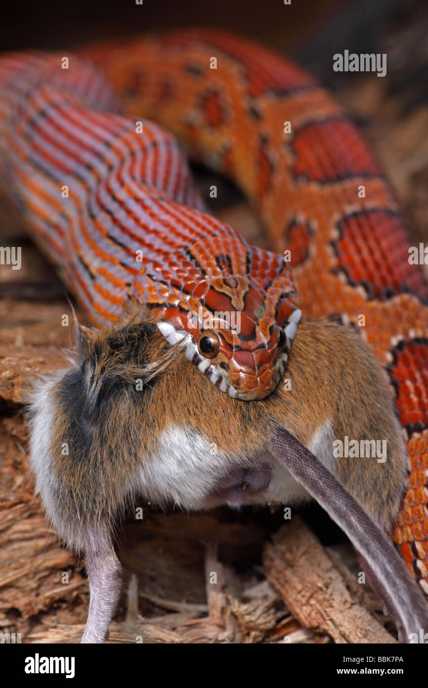 A corn snake eating a mouse hi-res stock photography and images - Alamy