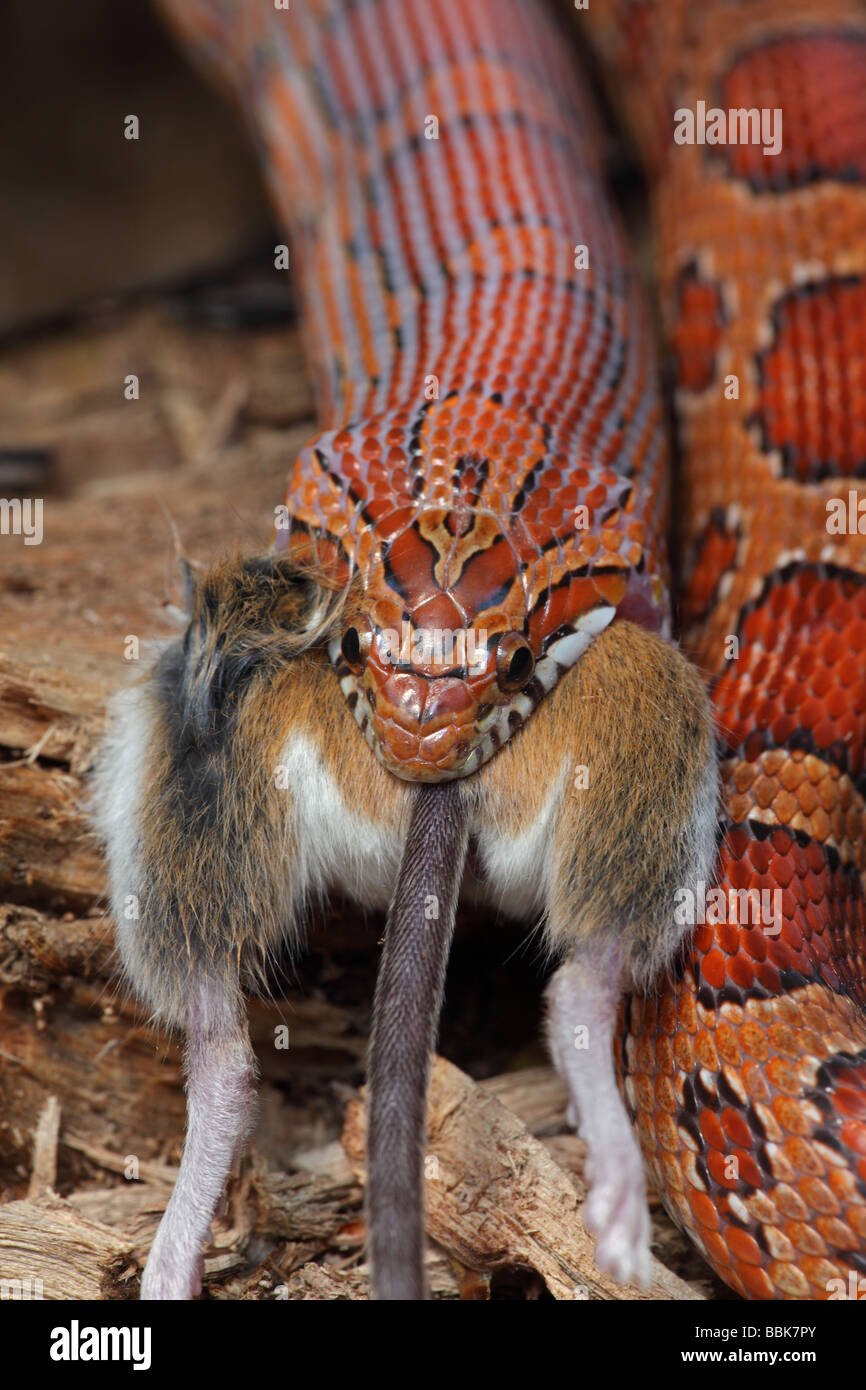 Corn Snake (Pantherophis guttatus) - captive - swallowing a mouse ...