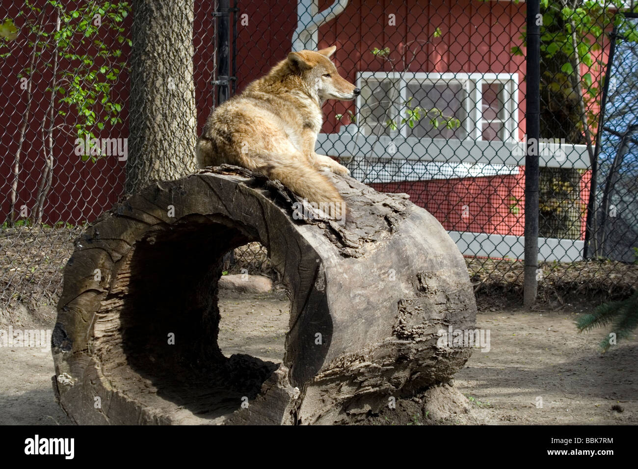 Coyote (Canis latrans).Cosley Zoo Stock Photo - Alamy