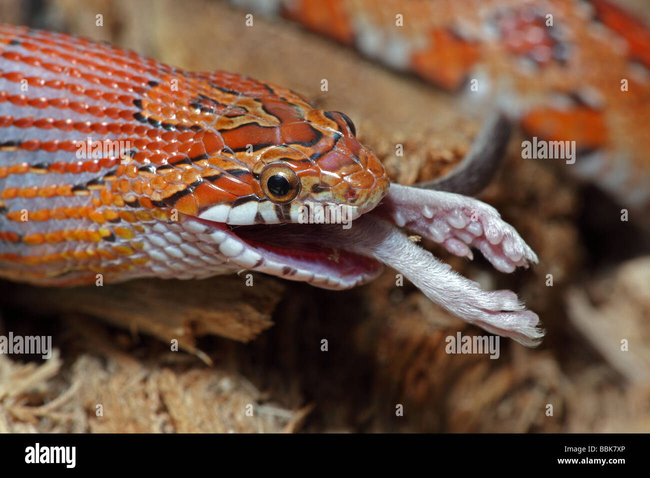 A corn snake eating a mouse hi-res stock photography and images - Alamy