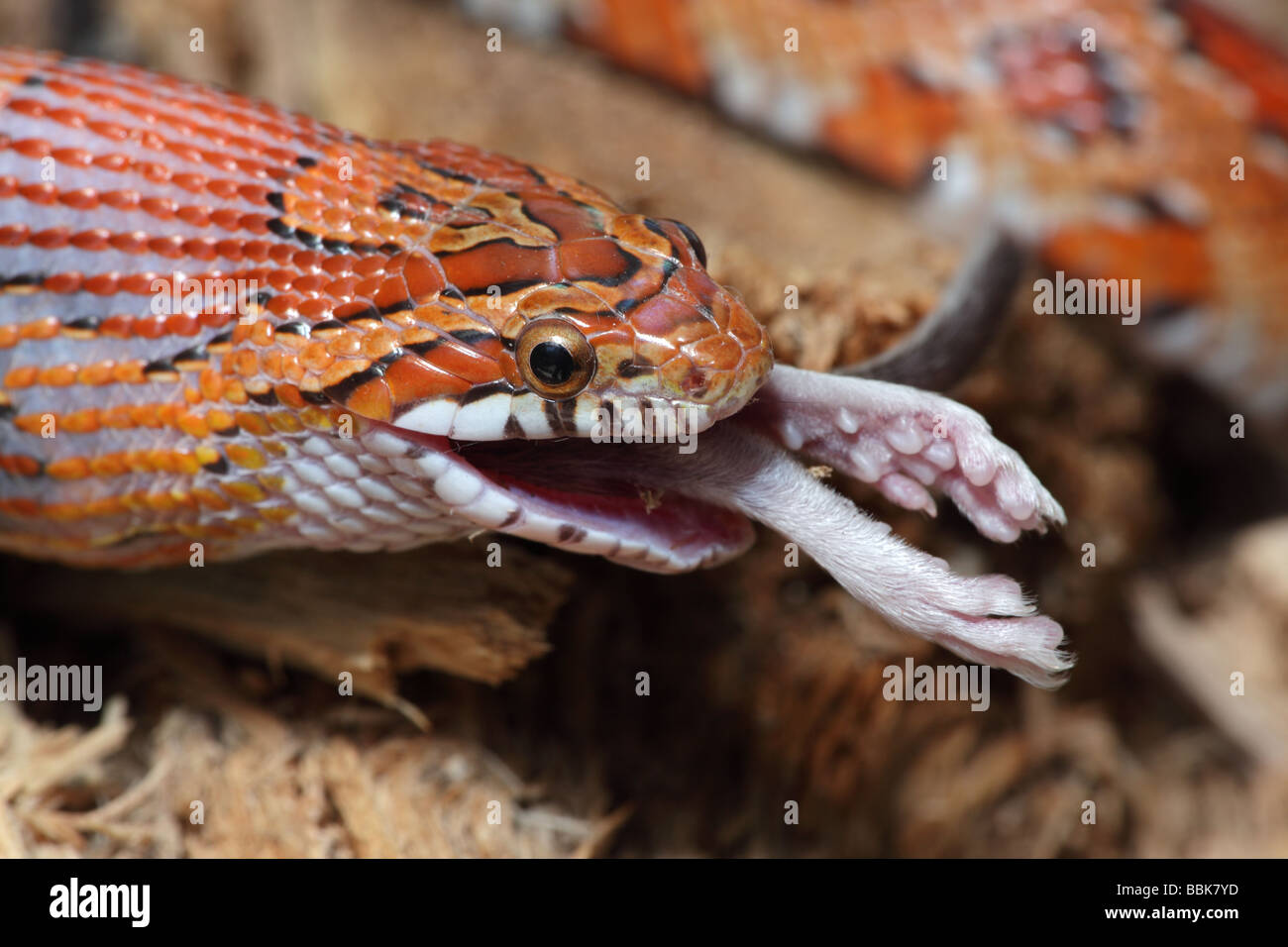 Corn Snake (Pantherophis guttatus) - captive - swallowing a mouse ...