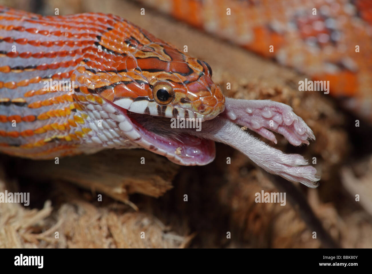 A corn snake eating a mouse hi-res stock photography and images - Alamy