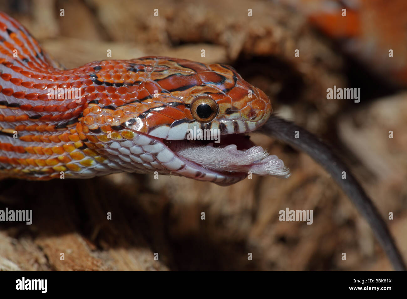 A corn snake eating a mouse hi-res stock photography and images - Alamy