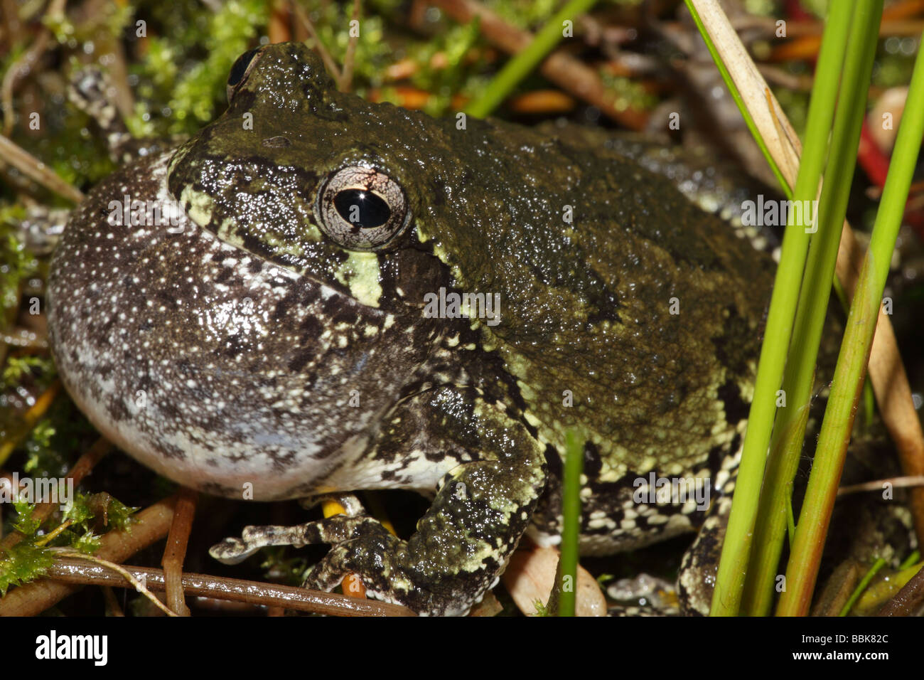 Amplexus Hyla Gratiosa