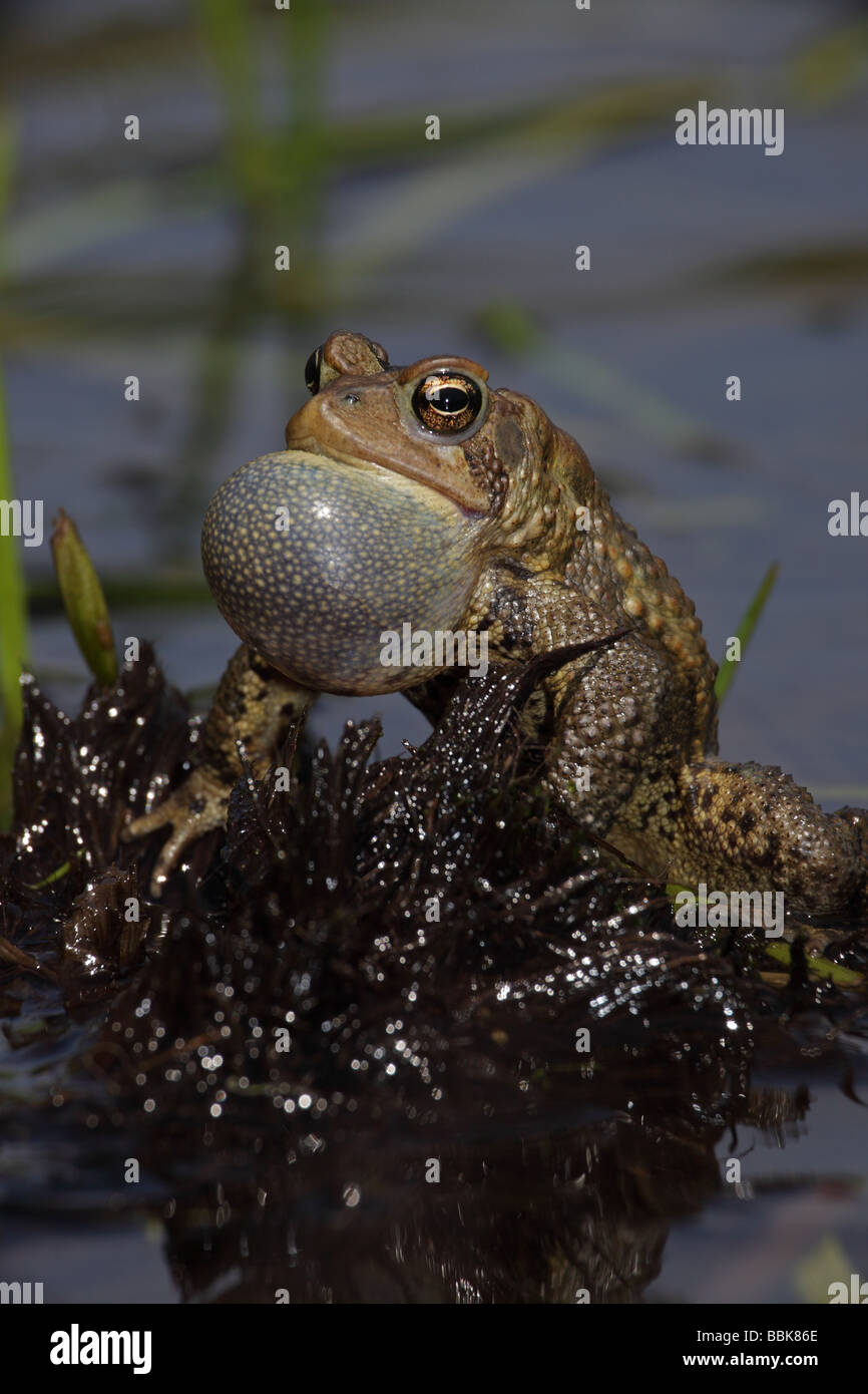American Toad (Bufo americanus) Male calling to attract female - New ...