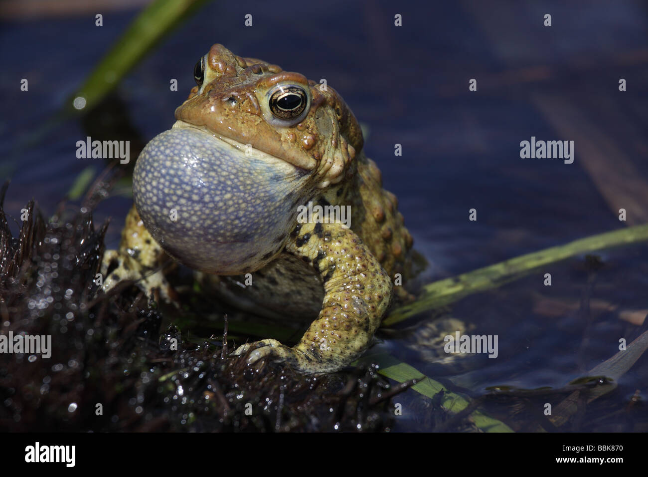 American toad calling bufo americanus hi-res stock photography and ...