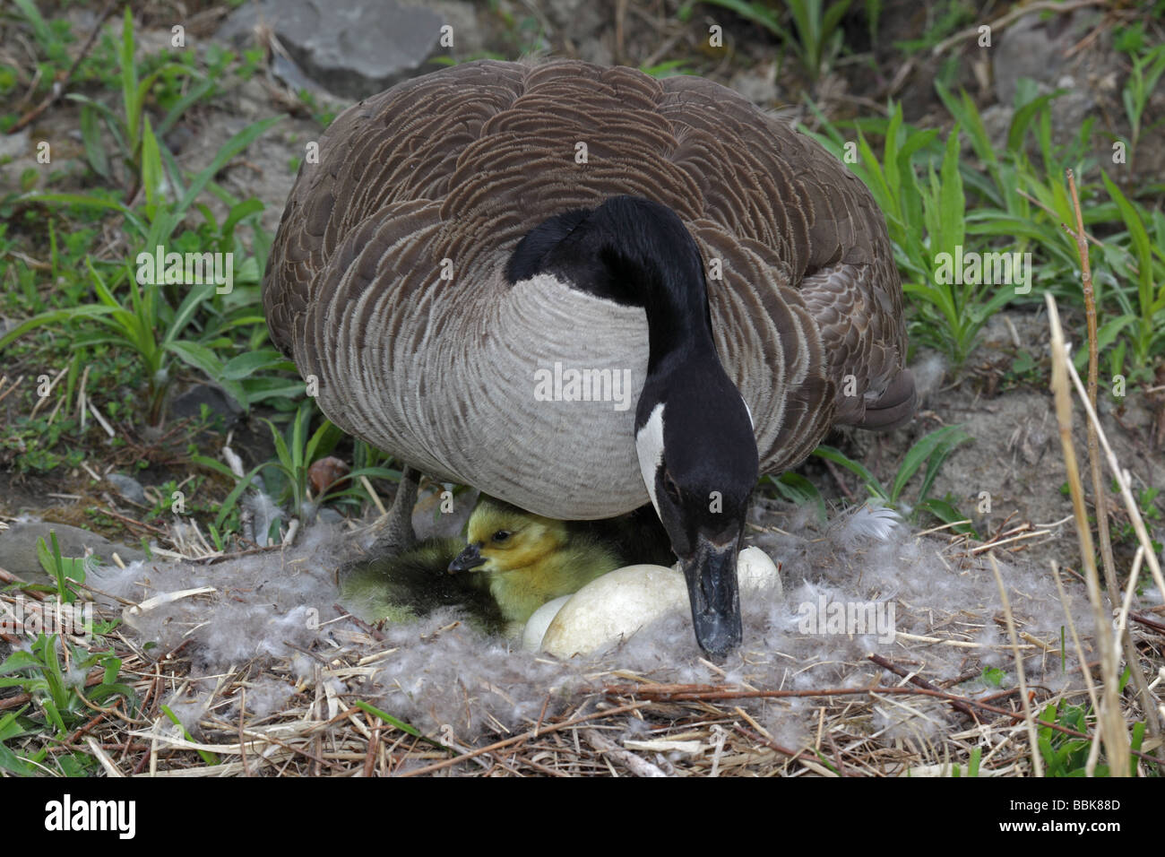 Canada Goose (Branta canadensis) Mother on nest with newly hatched ...