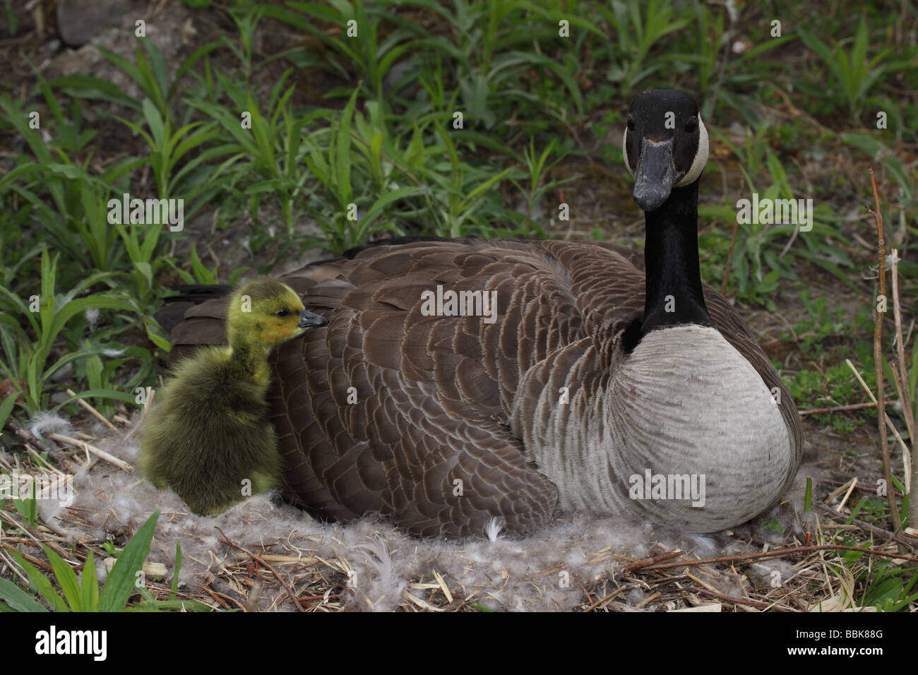 Canada Goose (Branta canadensis) Mother on nest with newly hatched ...