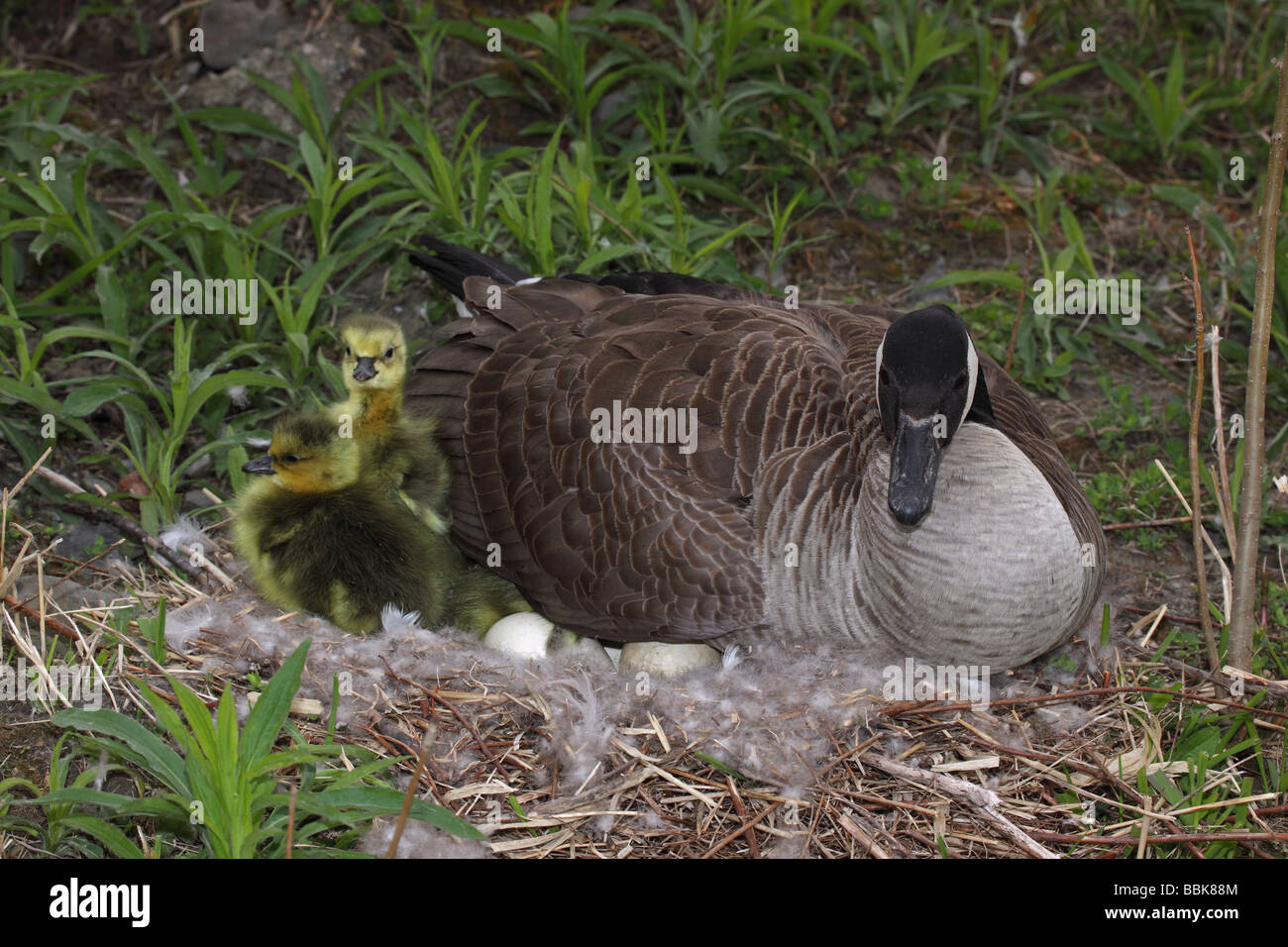 Canada Goose (Branta canadensis) Mother on nest with newly hatched ...