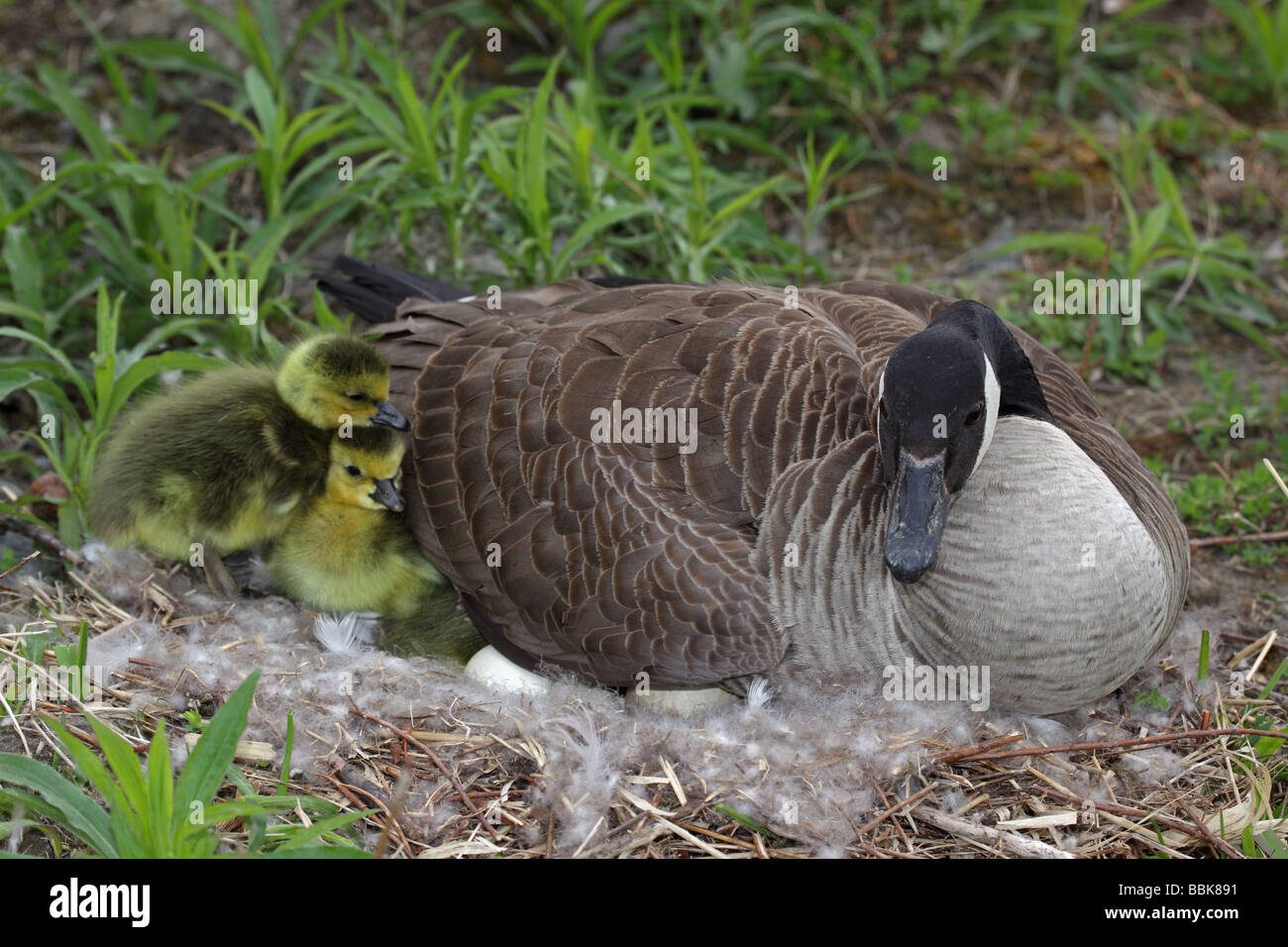 Canada Goose (Branta canadensis) Mother on nest with newly hatched ...
