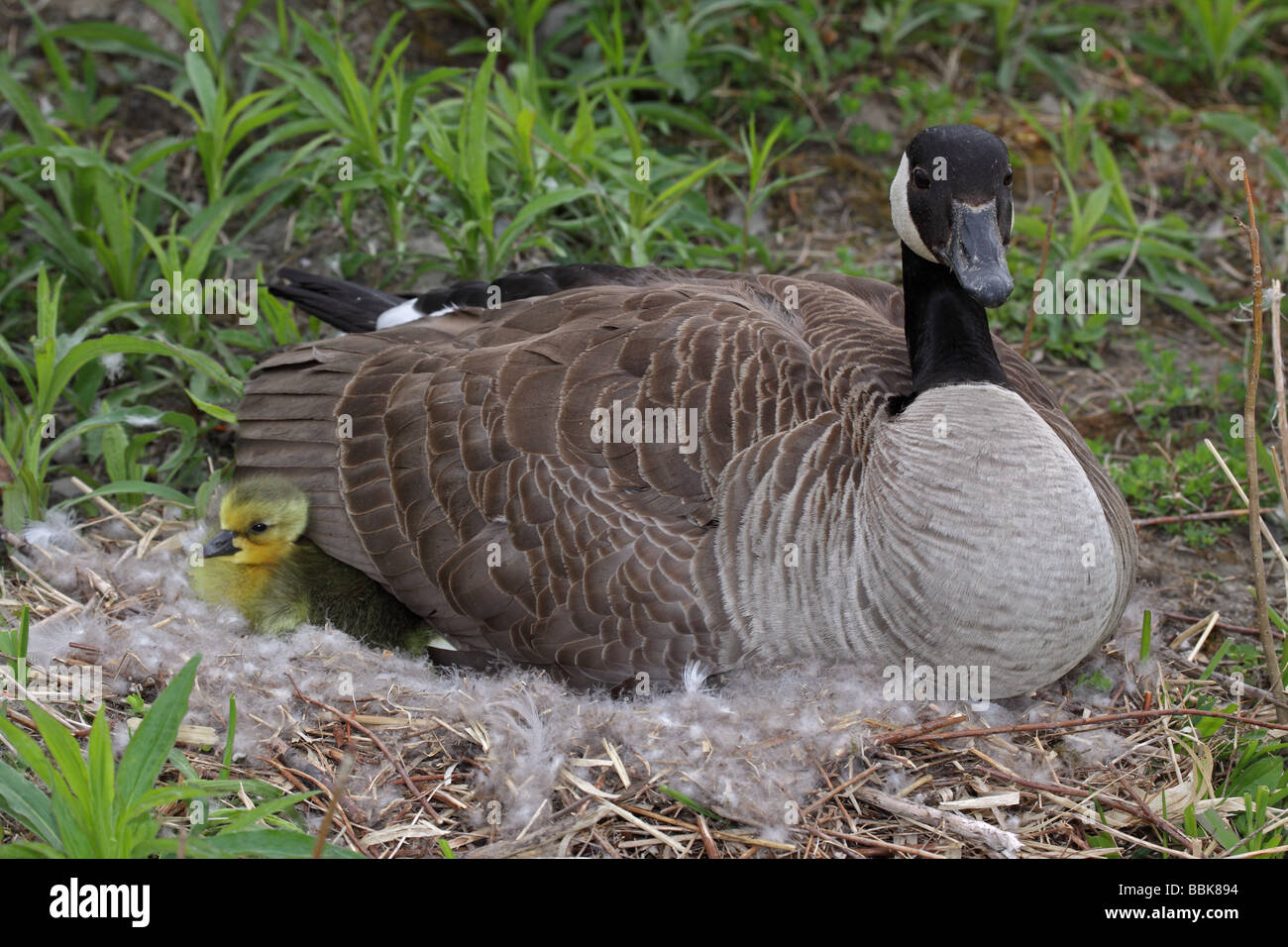 Canada Goose (Branta canadensis) Mother on nest with newly hatched ...