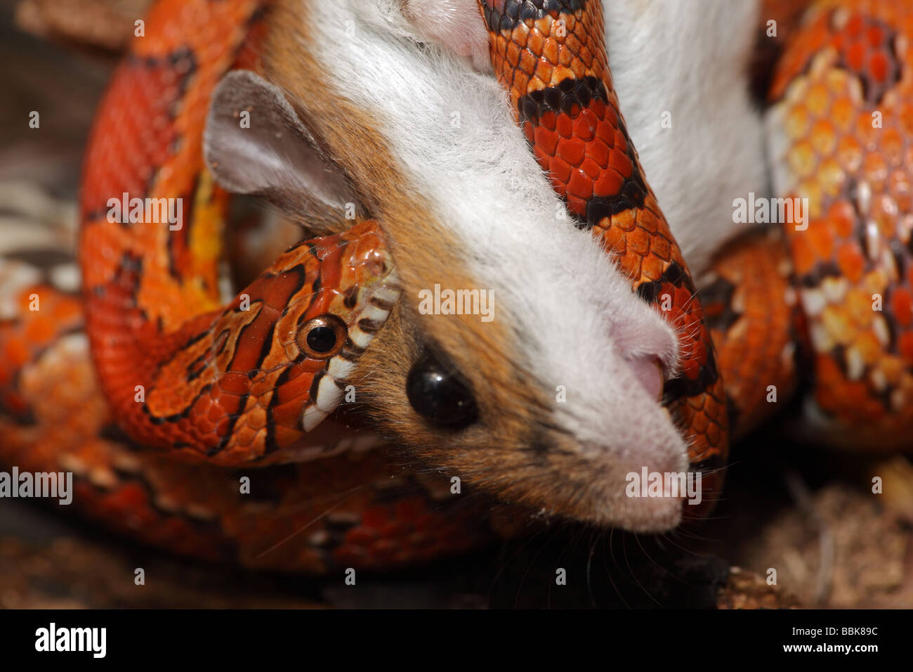 A corn snake eating a mouse hi-res stock photography and images - Alamy