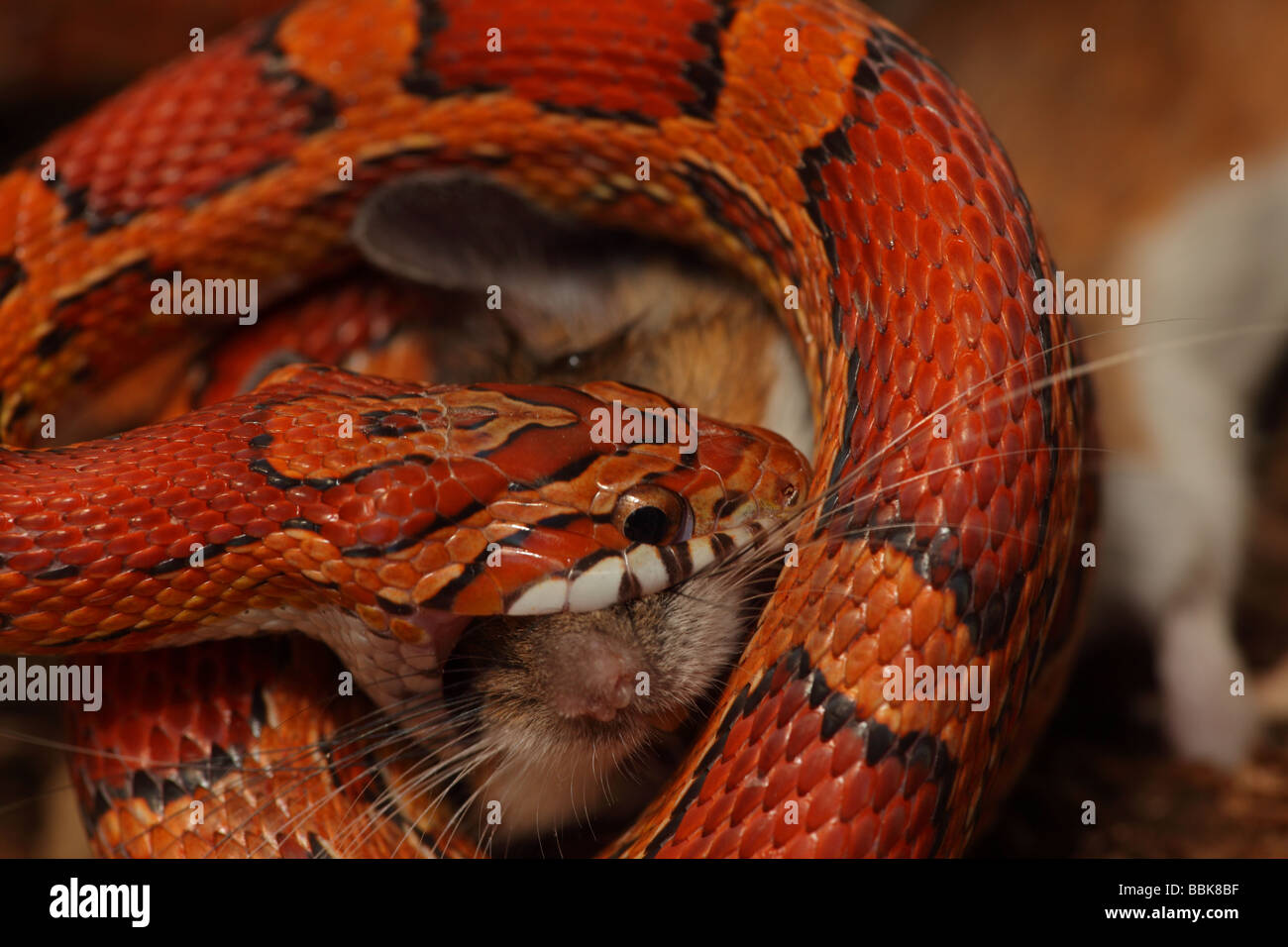A corn snake eating a mouse hi-res stock photography and images - Alamy