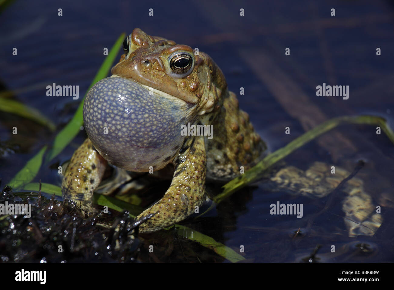 American toad calling bufo americanus hi-res stock photography and ...