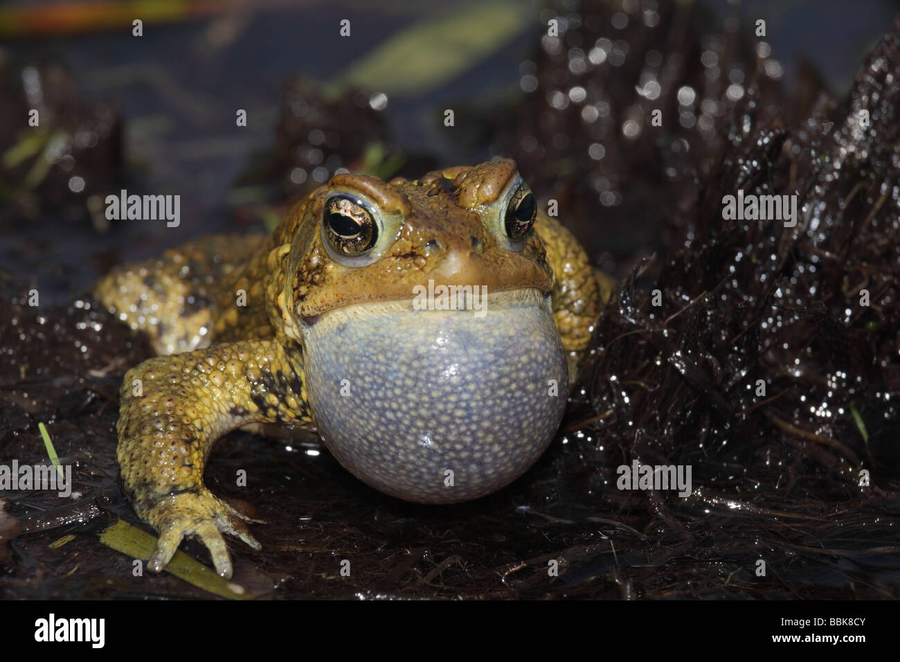 American Toad (Bufo americanus) Male calling to attract female - New ...