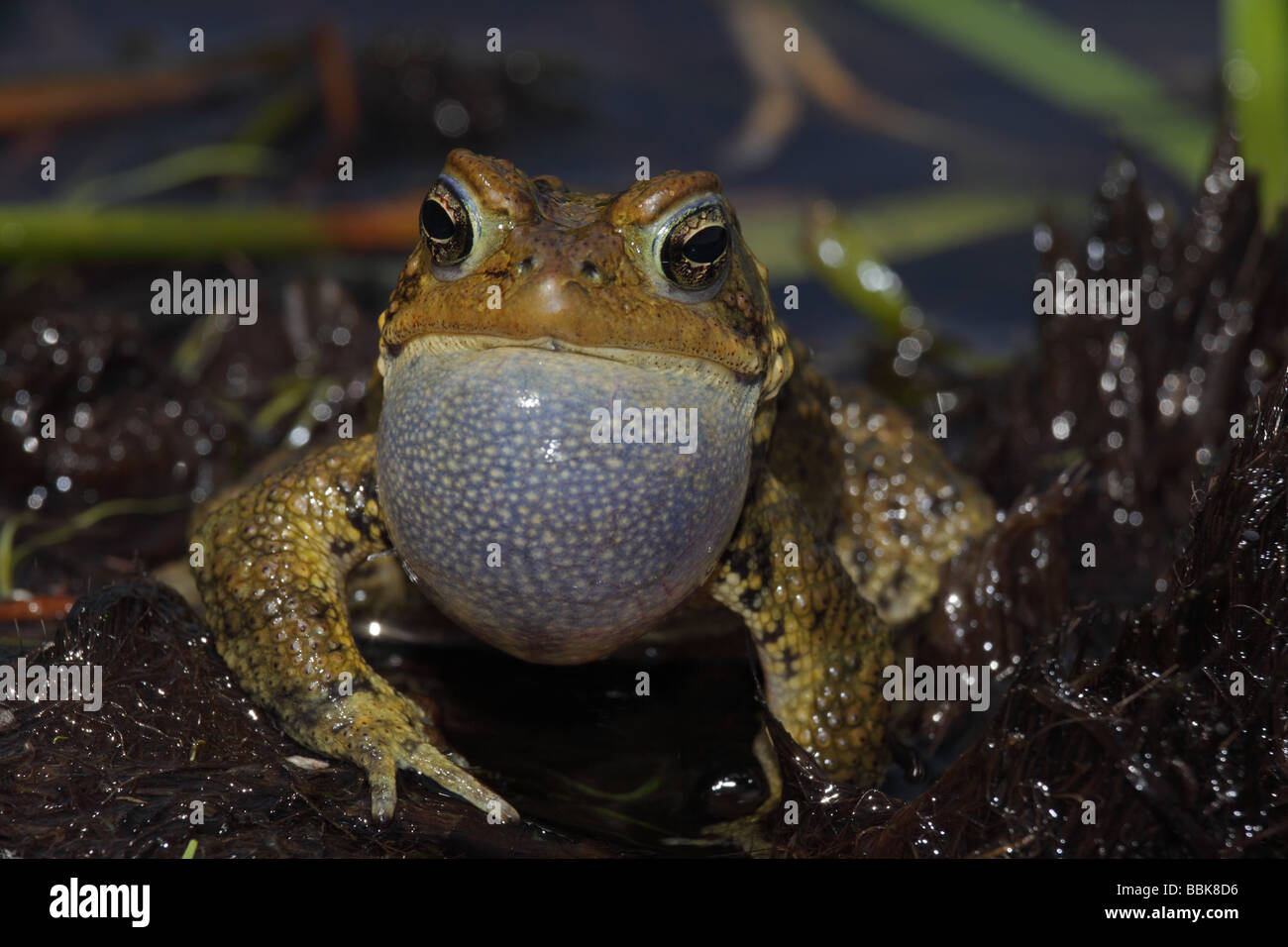 American Toad (Bufo americanus) Male calling to attract female - New ...