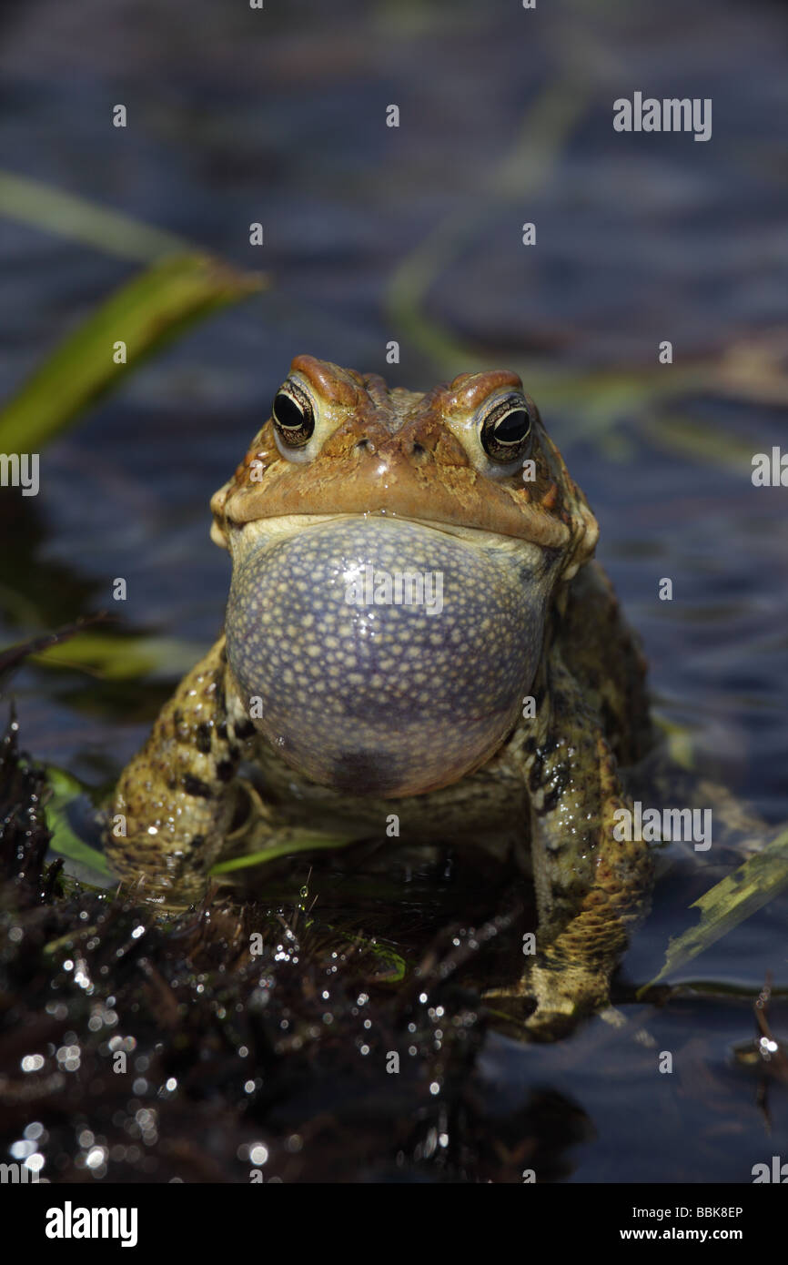 American toad calling bufo americanus hi-res stock photography and ...