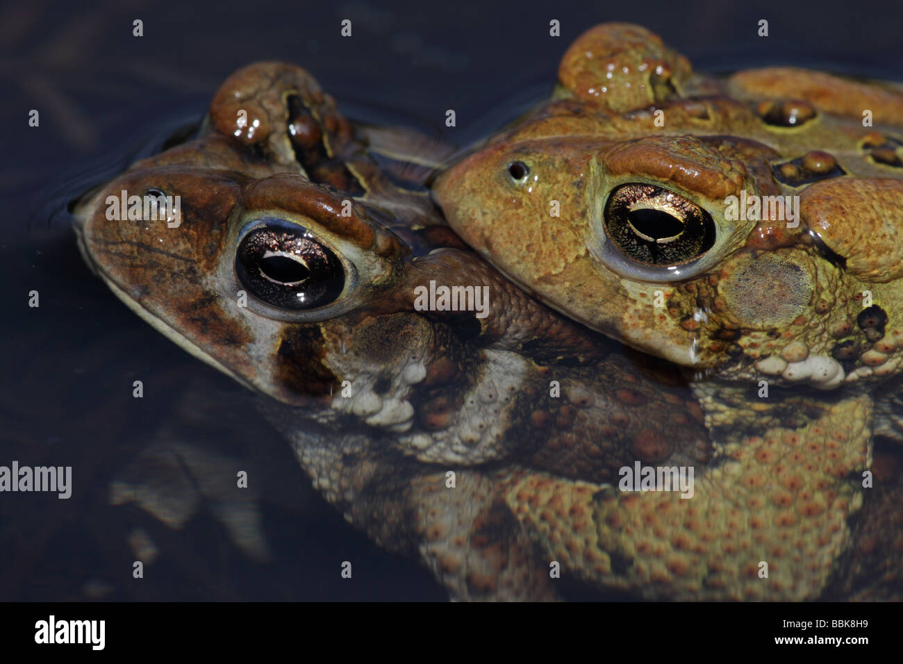 American toad calling bufo americanus hi-res stock photography and ...