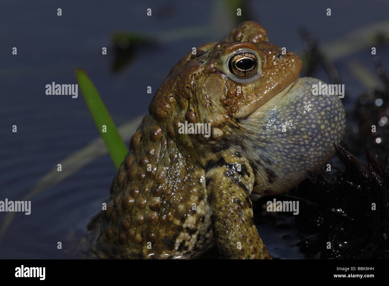 American toad calling bufo americanus hi-res stock photography and ...