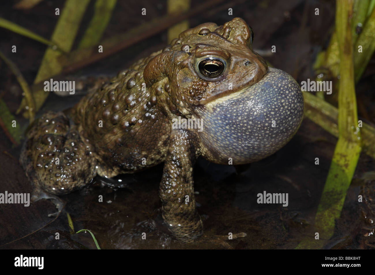 American Toad (Bufo americanus) Male calling to attract female - New ...