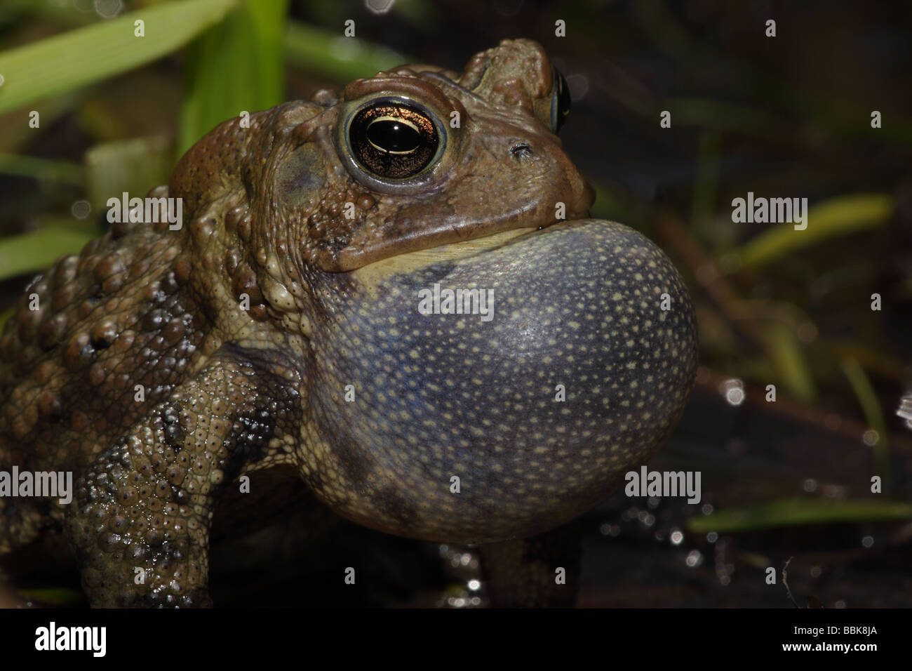 American toad calling bufo americanus hi-res stock photography and ...