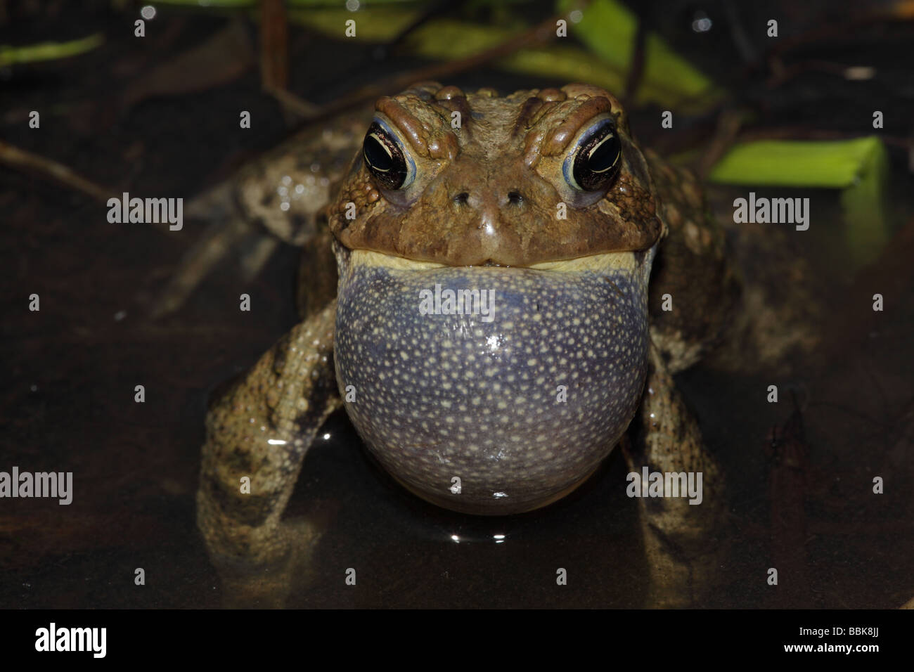 American toad calling bufo americanus hi-res stock photography and ...