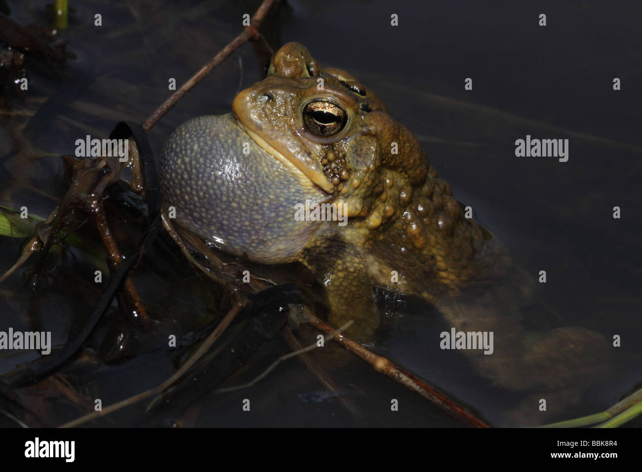American toad calling bufo americanus hi-res stock photography and ...