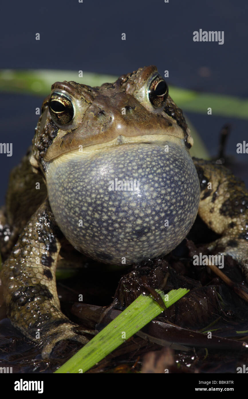 American toad calling bufo americanus hi-res stock photography and ...