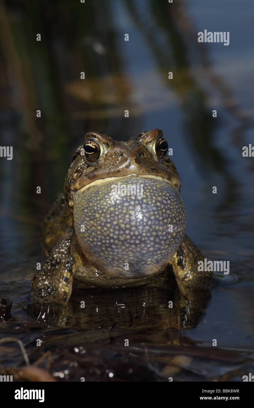 Male calling calls inflated hi-res stock photography and images - Alamy