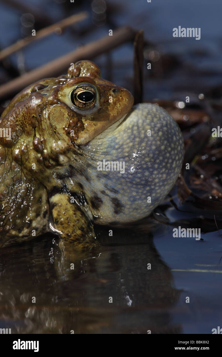 American Toad (Bufo americanus) Male calling to attract female - New ...