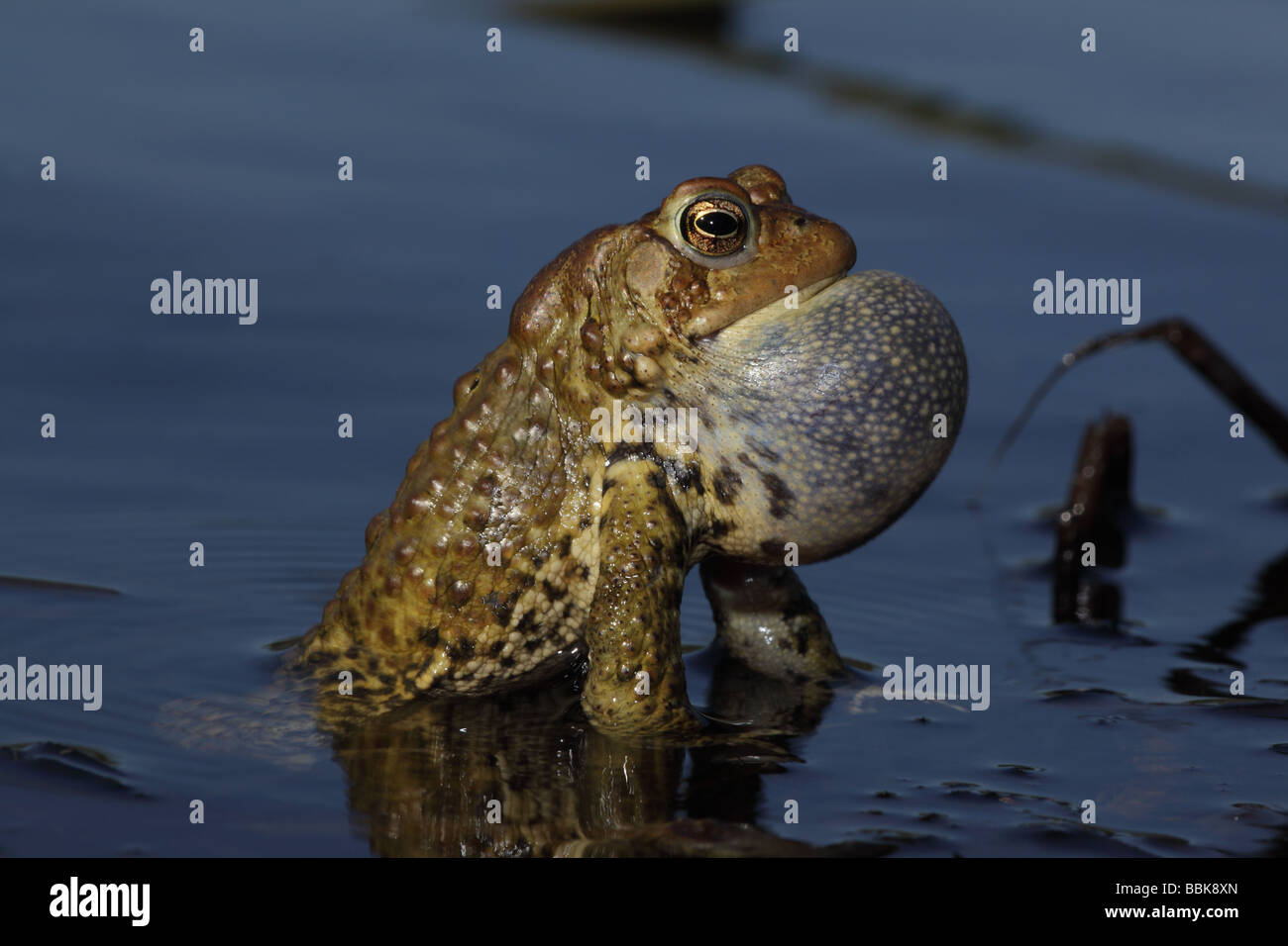 American toad calling bufo americanus hi-res stock photography and ...