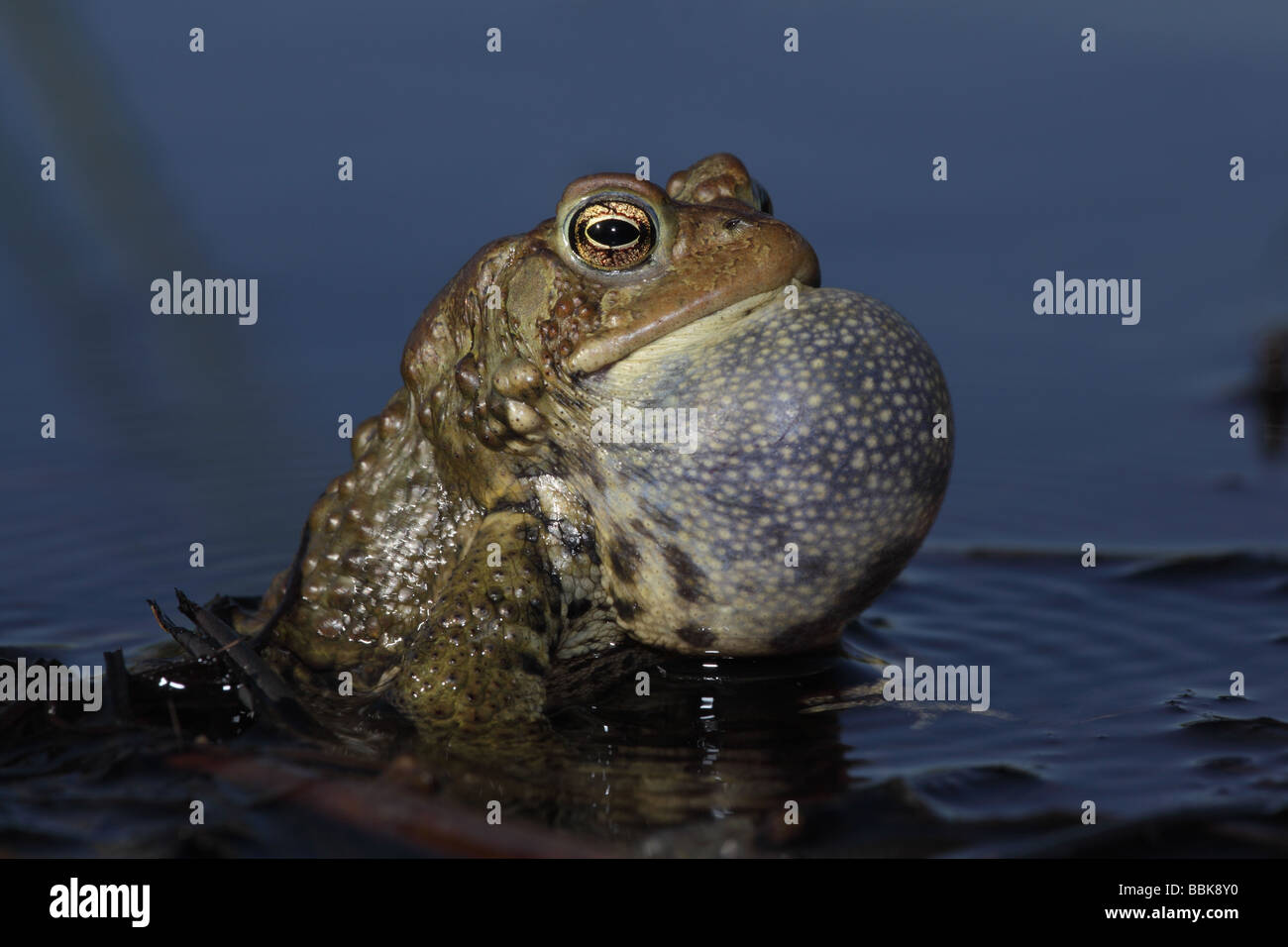American toad calling bufo americanus hi-res stock photography and ...