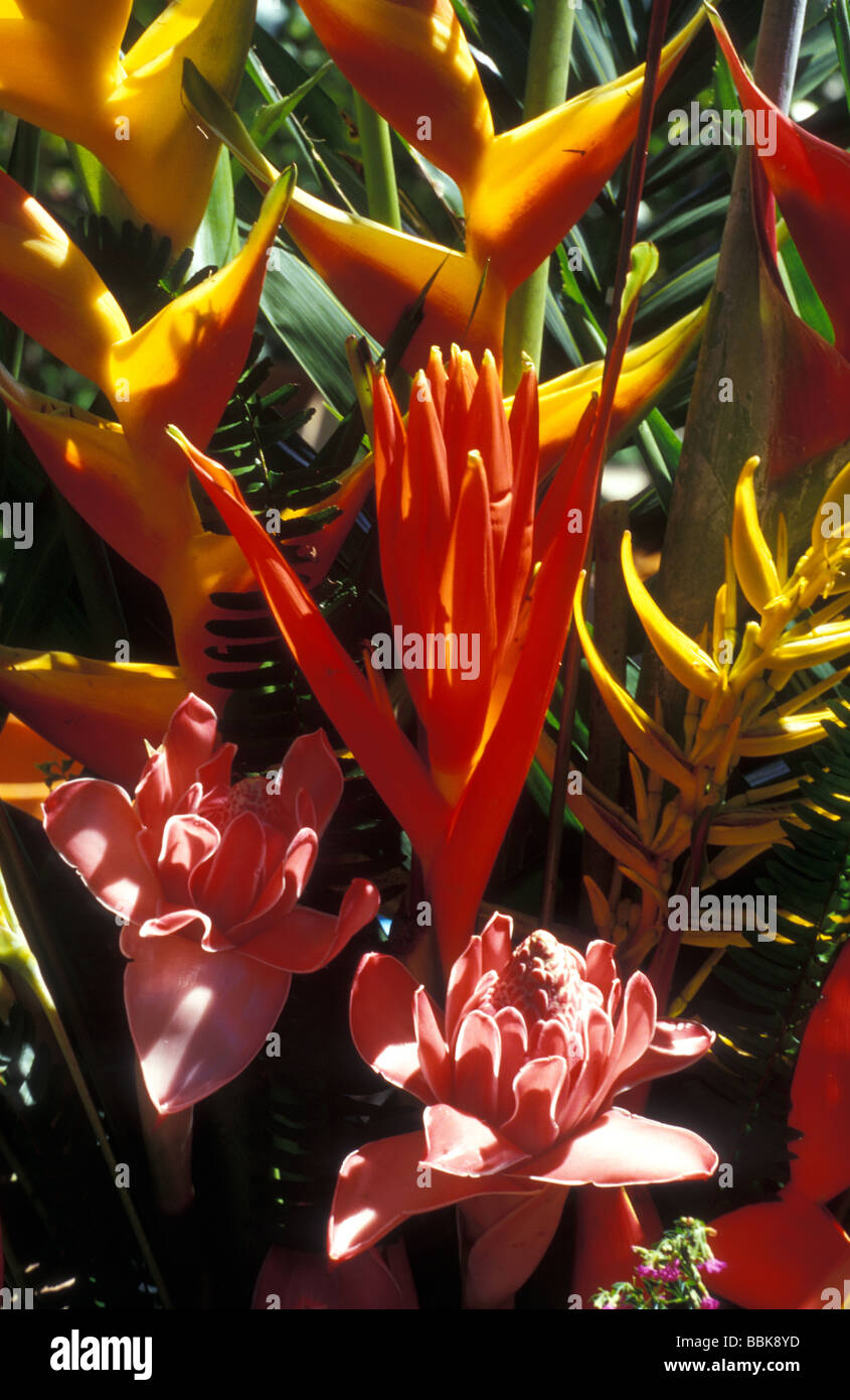 flower arrangement apia samoa Stock Photo - Alamy