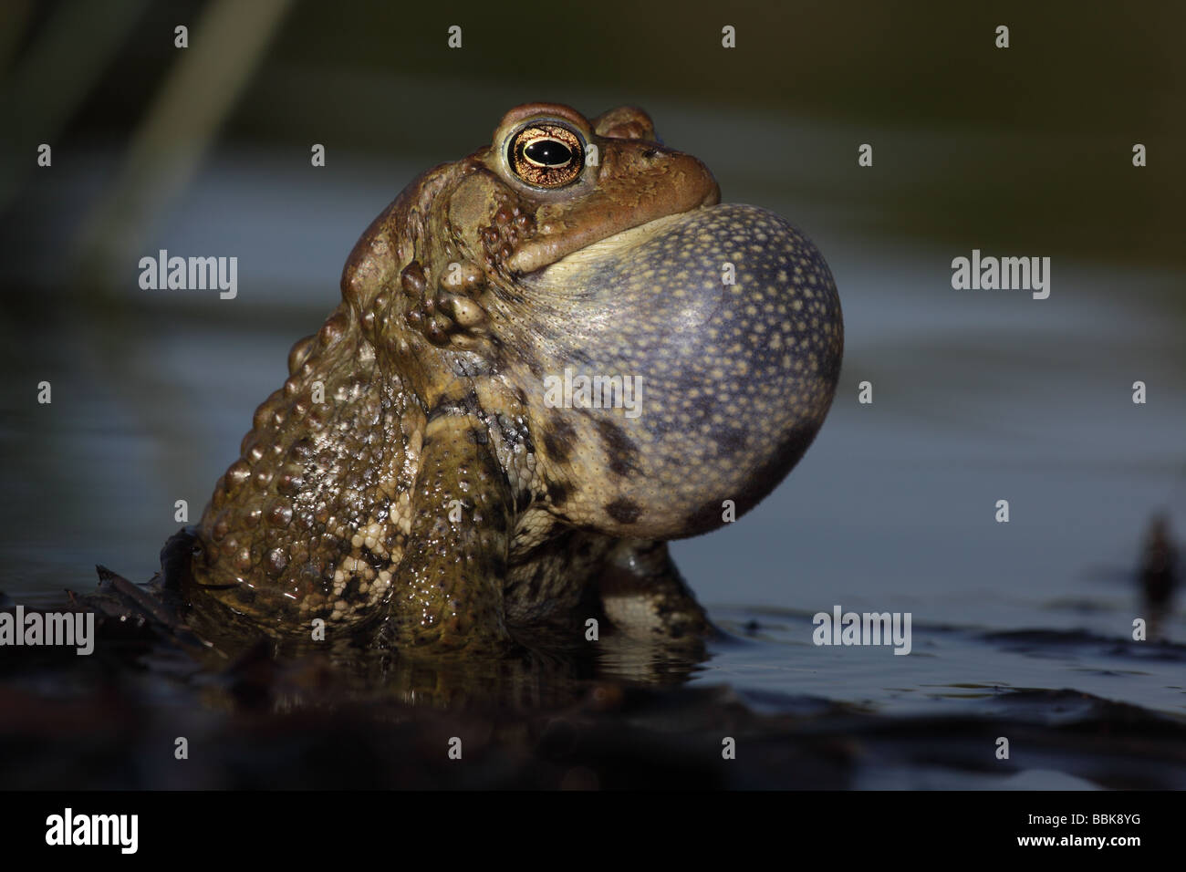 American toad calling bufo americanus hi-res stock photography and ...