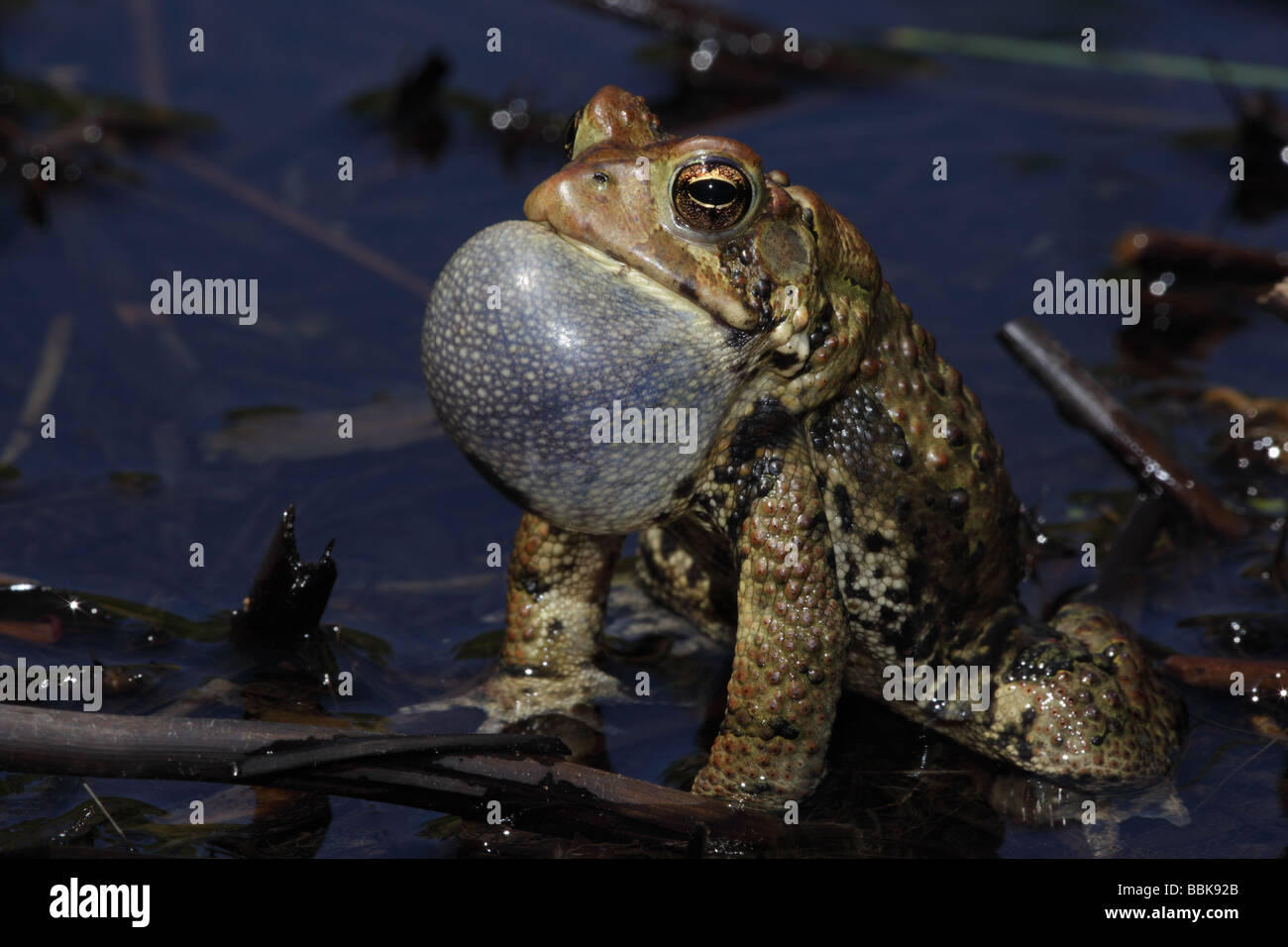 American toad calling bufo americanus hi-res stock photography and ...