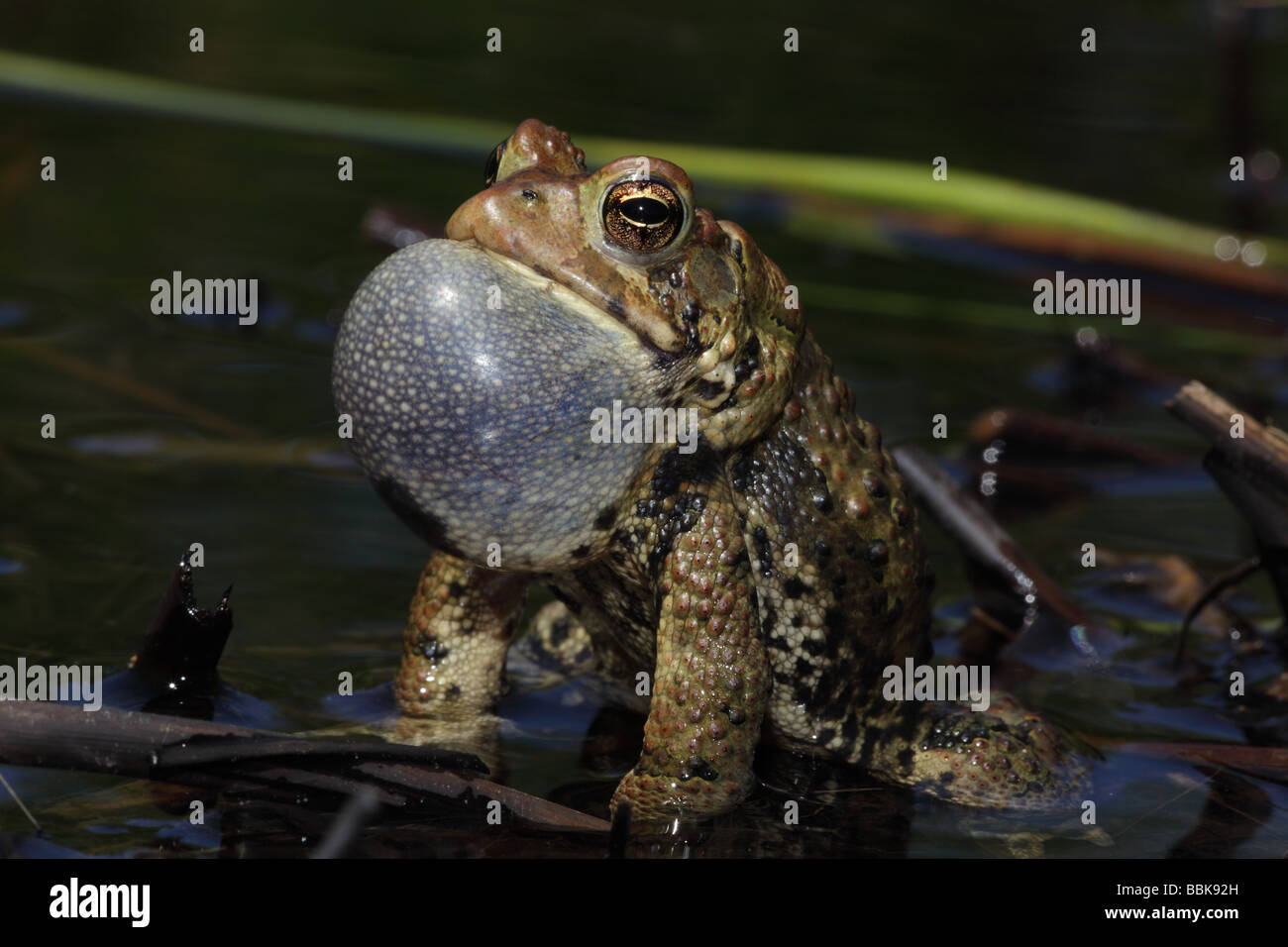 American Toad (Bufo americanus) Male calling to attract female - New ...