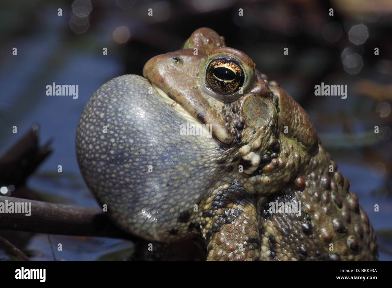 American toad calling bufo americanus hi-res stock photography and ...
