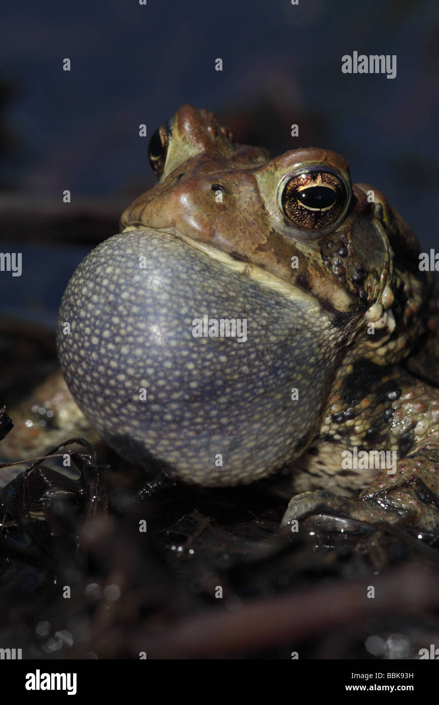 American toad calling bufo americanus hi-res stock photography and ...