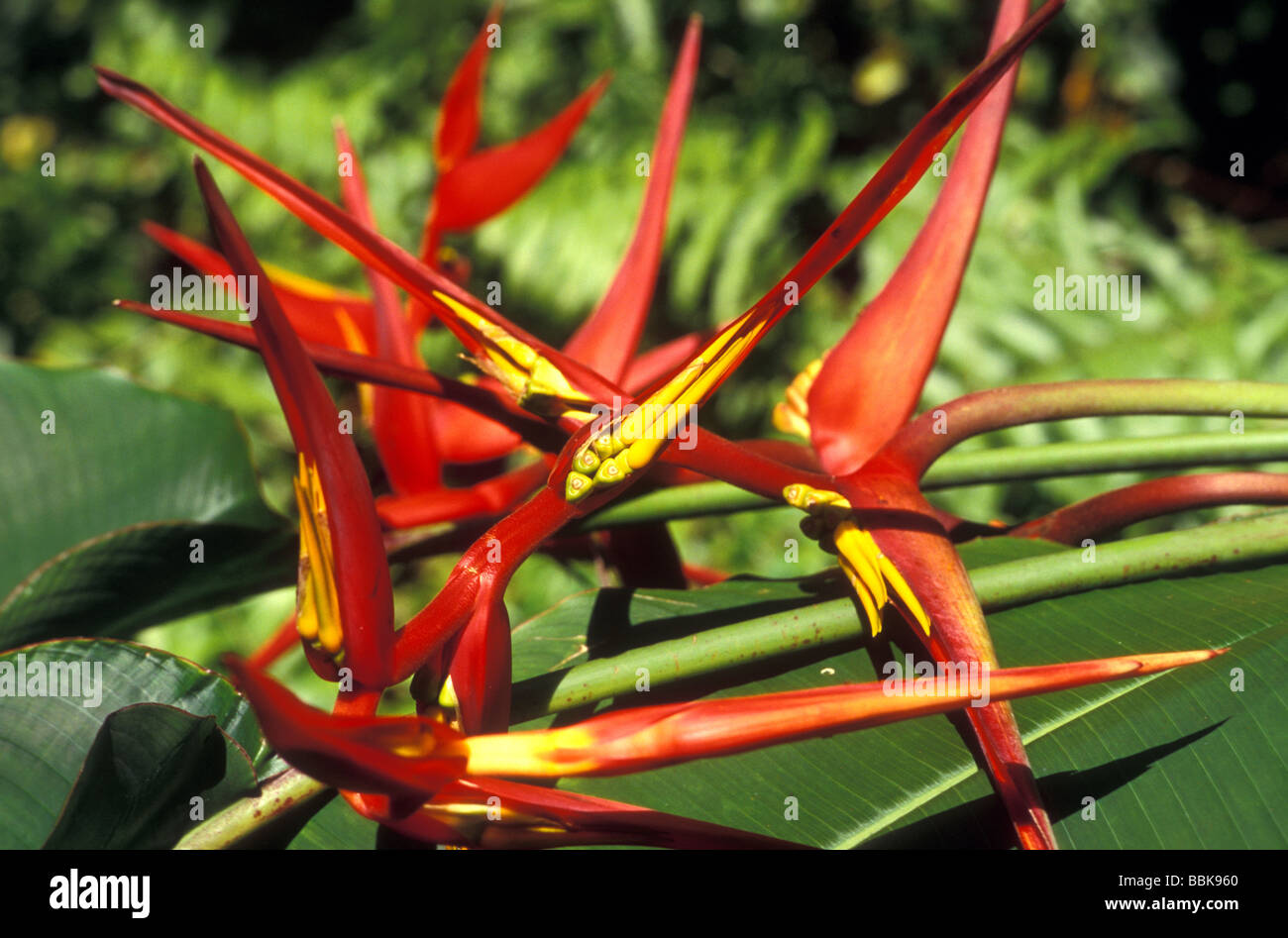 bird of paradise flowers apia samoa Stock Photo - Alamy